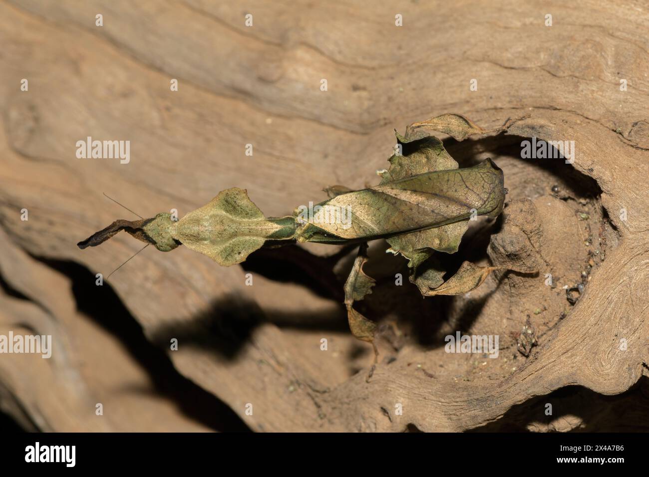 Ghost mantis (Phyllocrania paradoxa) displaying leaf-like camouflage ...