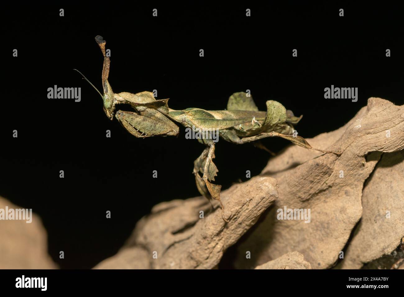 Ghost mantis (Phyllocrania paradoxa) displaying leaf-like camouflage ...