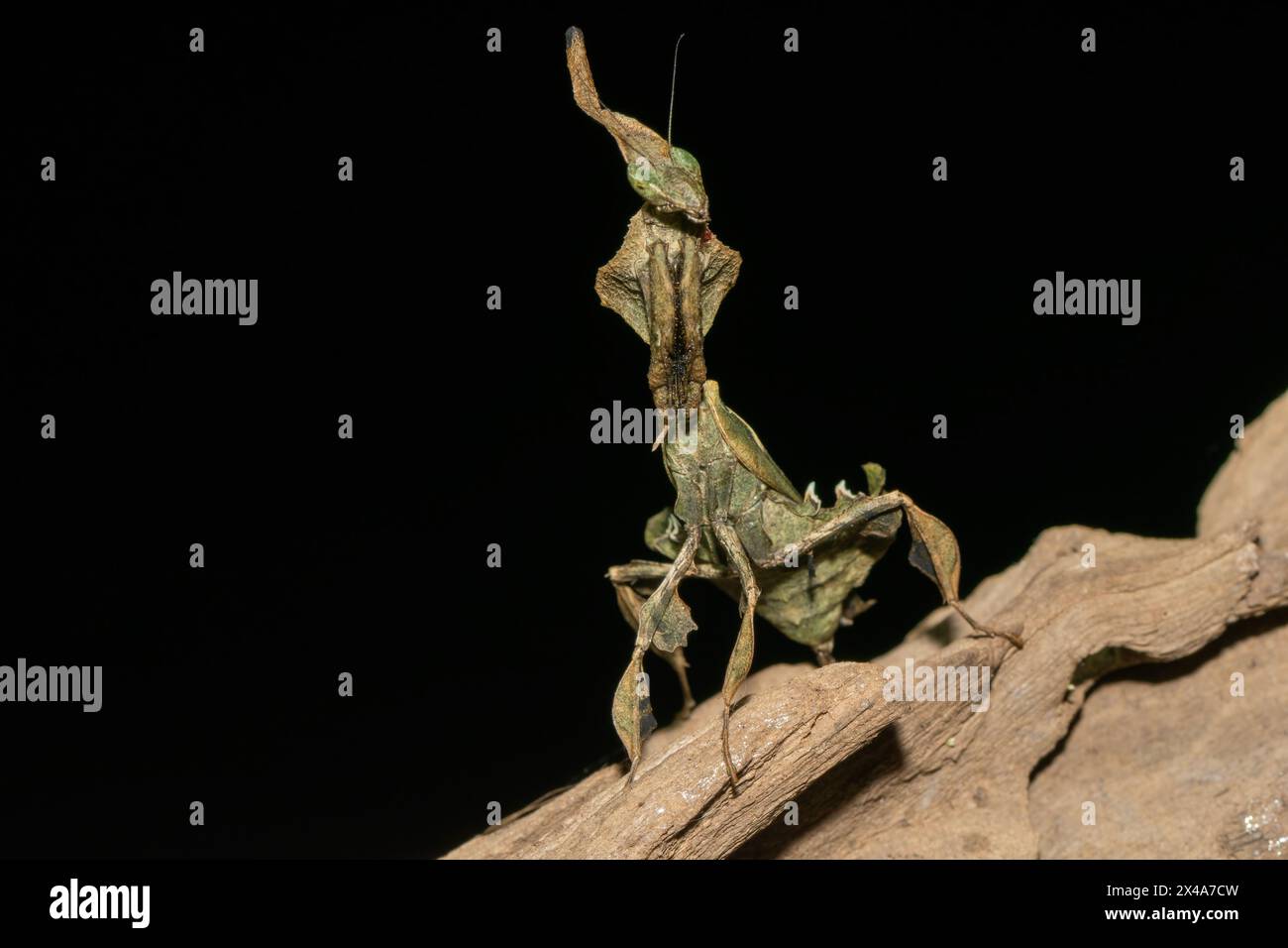 Ghost mantis (Phyllocrania paradoxa) displaying leaf-like camouflage ...