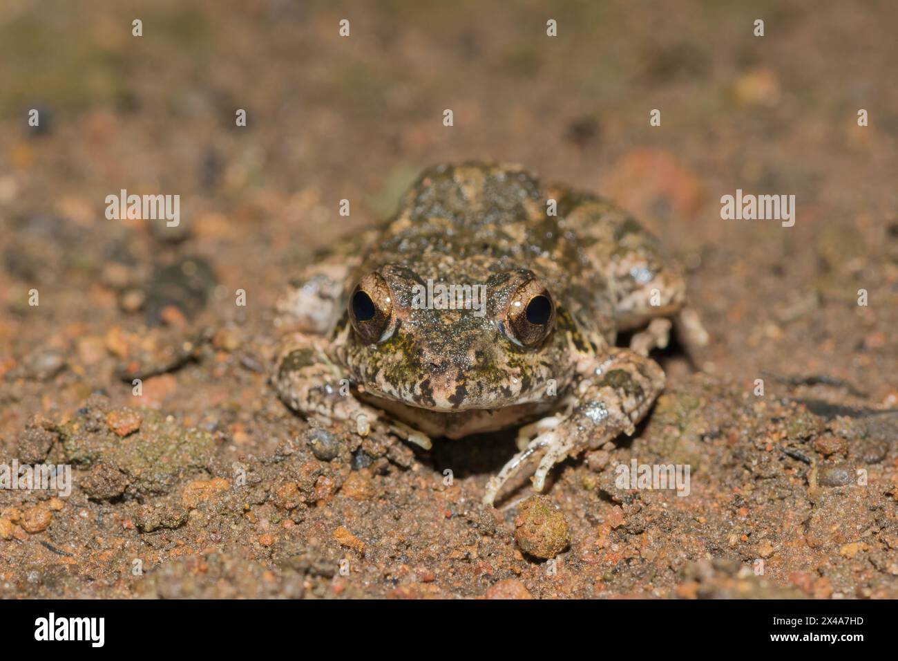 Natal sand frog hi-res stock photography and images - Alamy