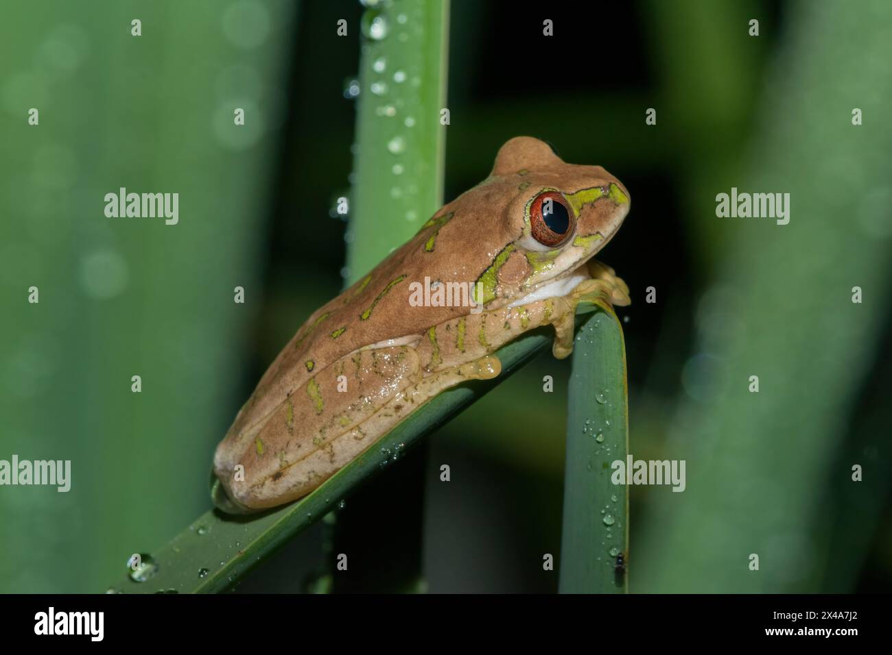 A cute Natal Forest Tree Frog (Leptopelis natalensis Stock Photo - Alamy