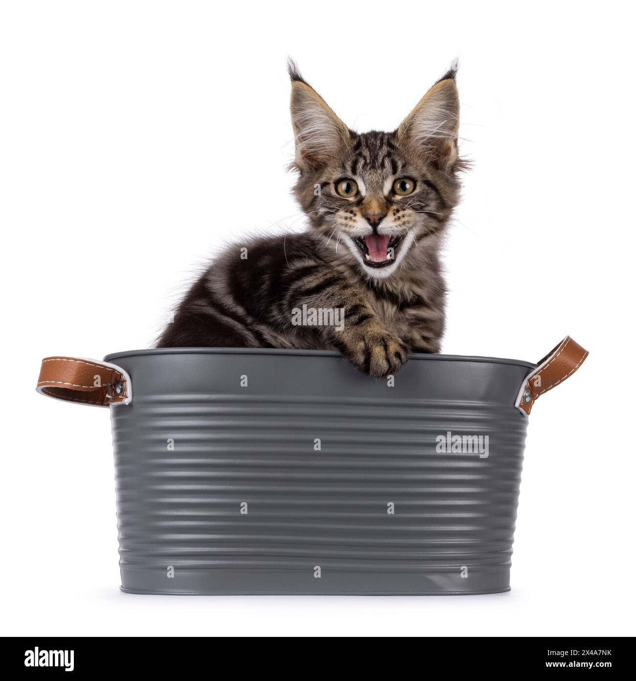 Pretty black tabby blotched Maine Coon cat kitten, sitting in metal ...