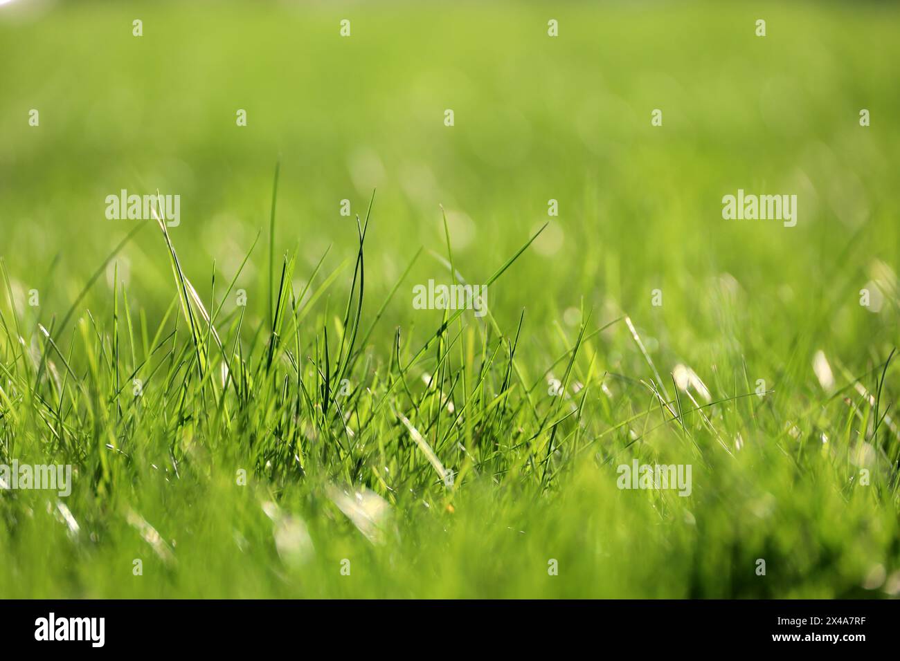 Light green grass in sunlight, blurred background. Fresh spring or ...