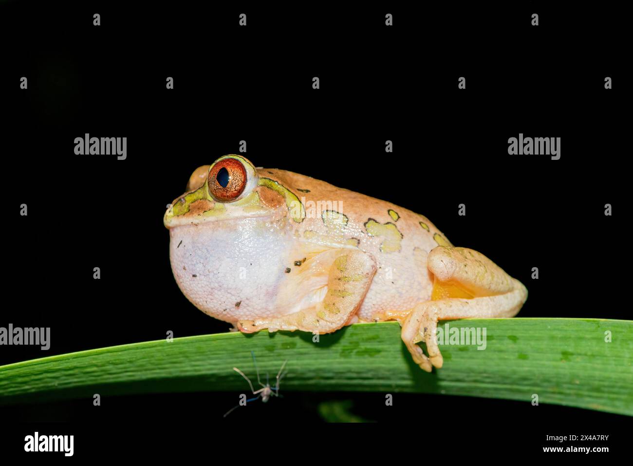 Natal tree frog hi-res stock photography and images - Alamy