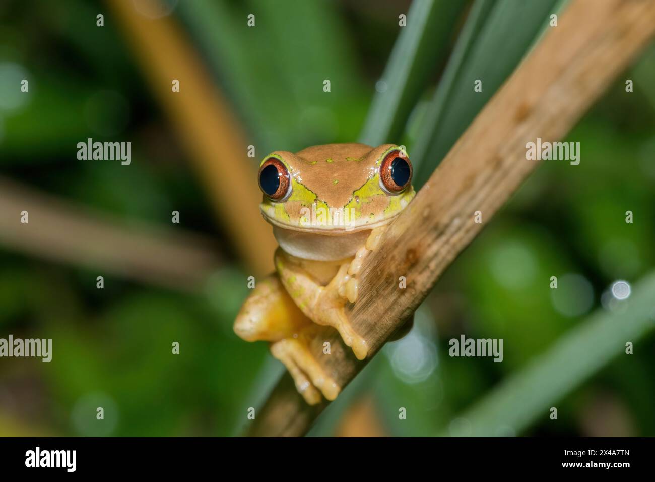 Natal tree frog hi-res stock photography and images - Alamy