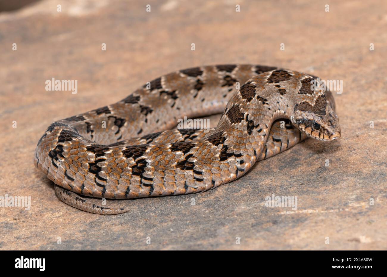 Close-up of a beautiful venomous Rhombic night adder (Causus rhombeatus ...