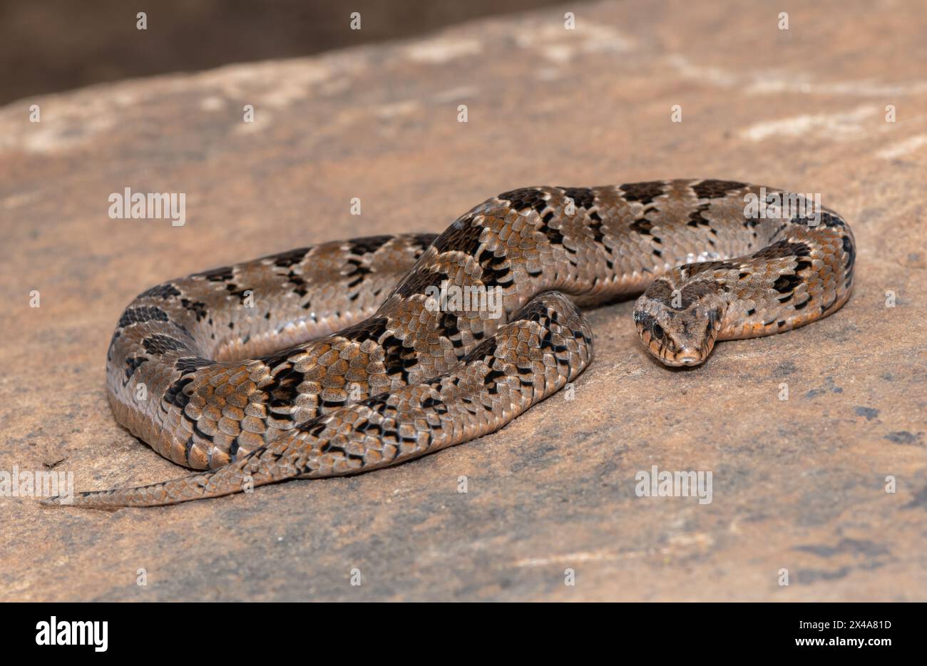 Night adder south africa hi-res stock photography and images - Alamy