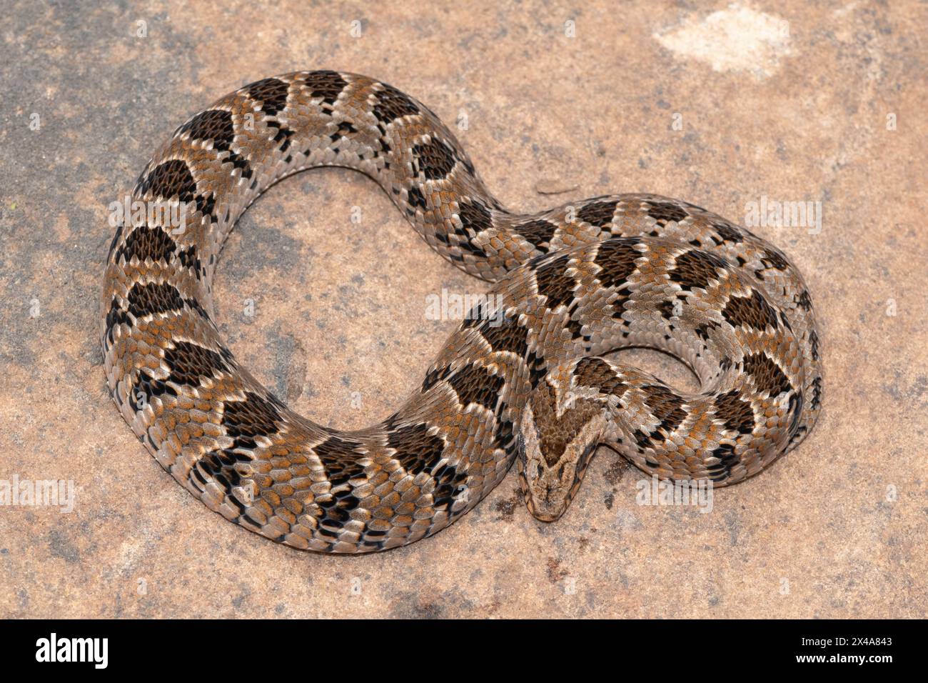 Night adder south africa hi-res stock photography and images - Alamy
