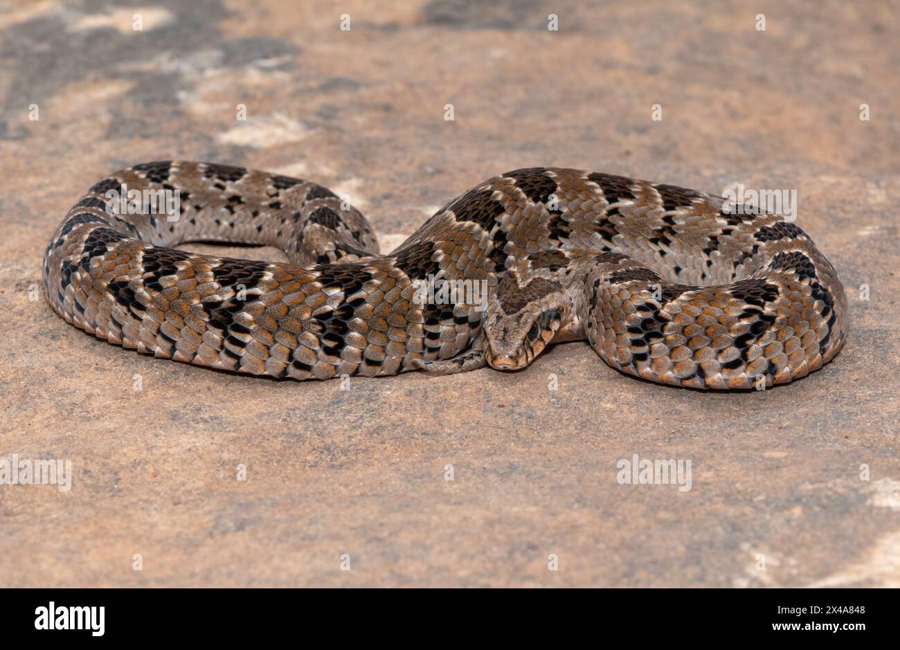 Close-up of a beautiful venomous Rhombic night adder (Causus rhombeatus ...