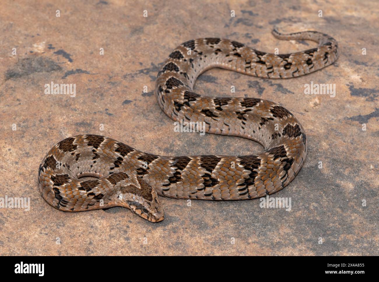 Close-up of a beautiful venomous Rhombic night adder (Causus rhombeatus ...