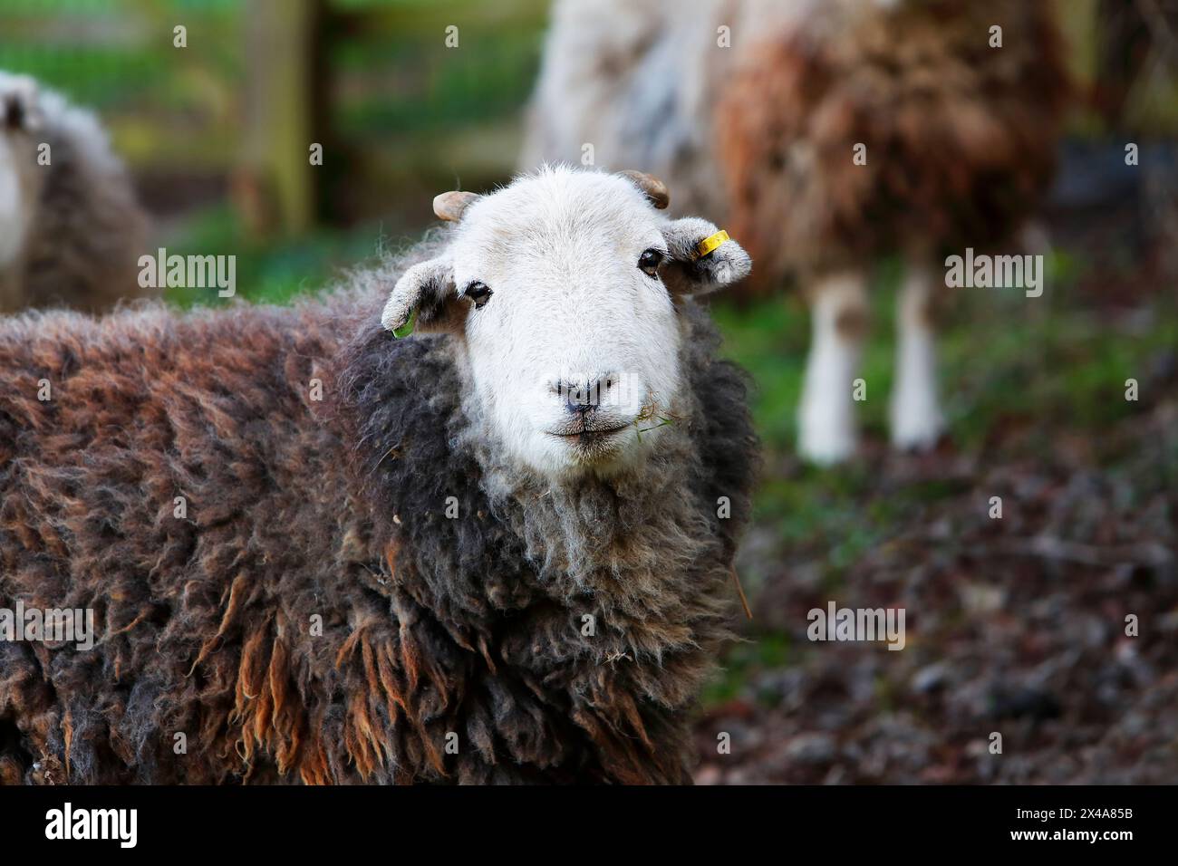 Herdwick Sheep (Ovis aries Stock Photo - Alamy