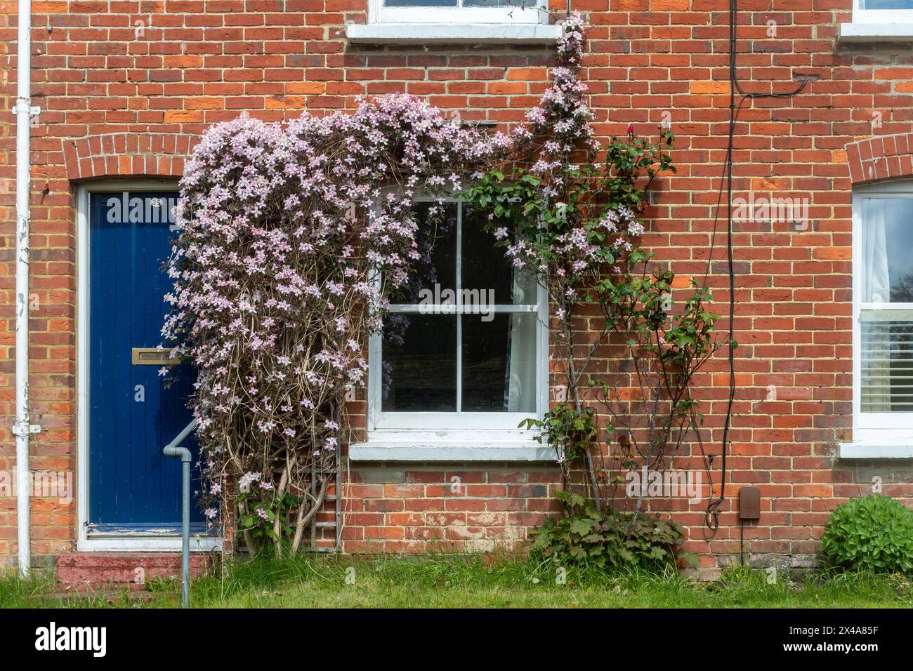 Flowering clematis, climbing plants growing around the window and door ...