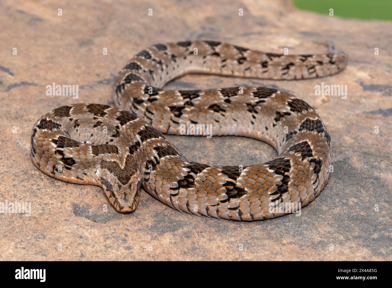 Close-up of a beautiful venomous Rhombic night adder (Causus rhombeatus ...