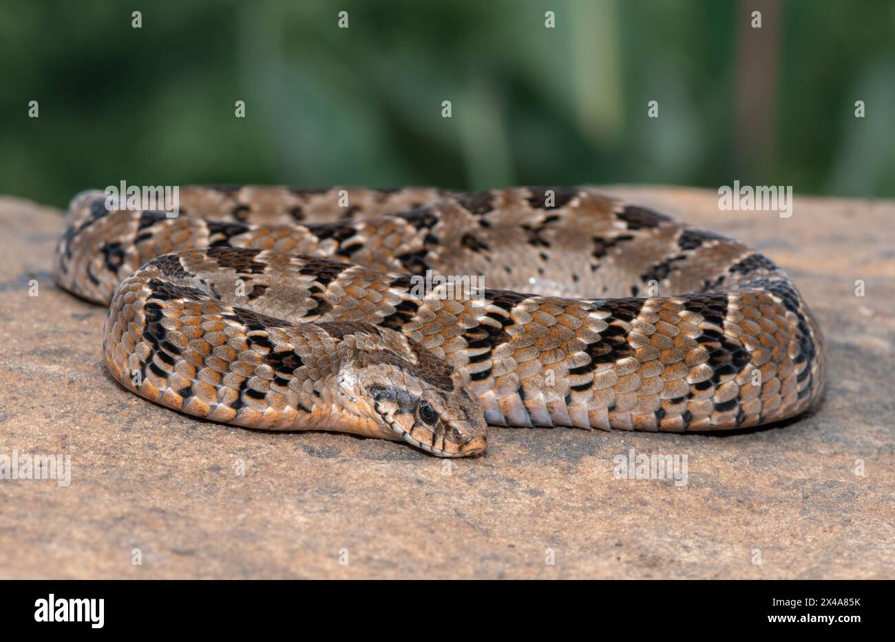 Close-up of a beautiful venomous Rhombic night adder (Causus rhombeatus ...