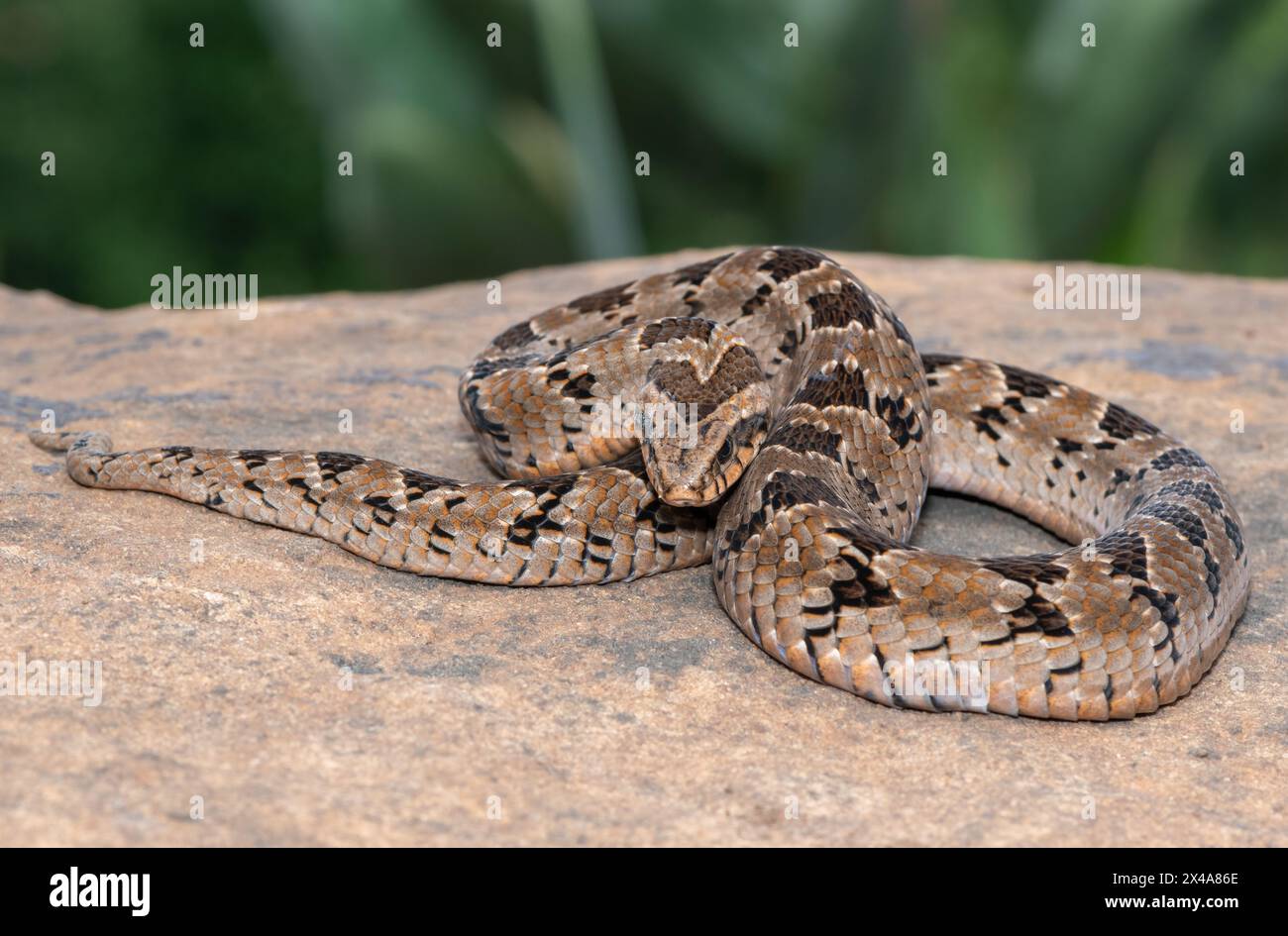 Close-up of a beautiful venomous Rhombic night adder (Causus rhombeatus ...
