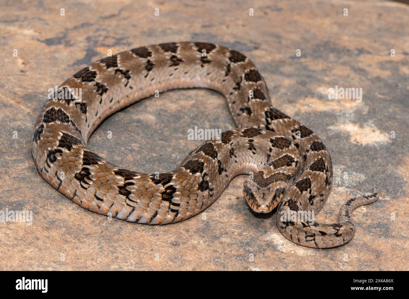 Close-up of a beautiful venomous Rhombic night adder (Causus rhombeatus ...
