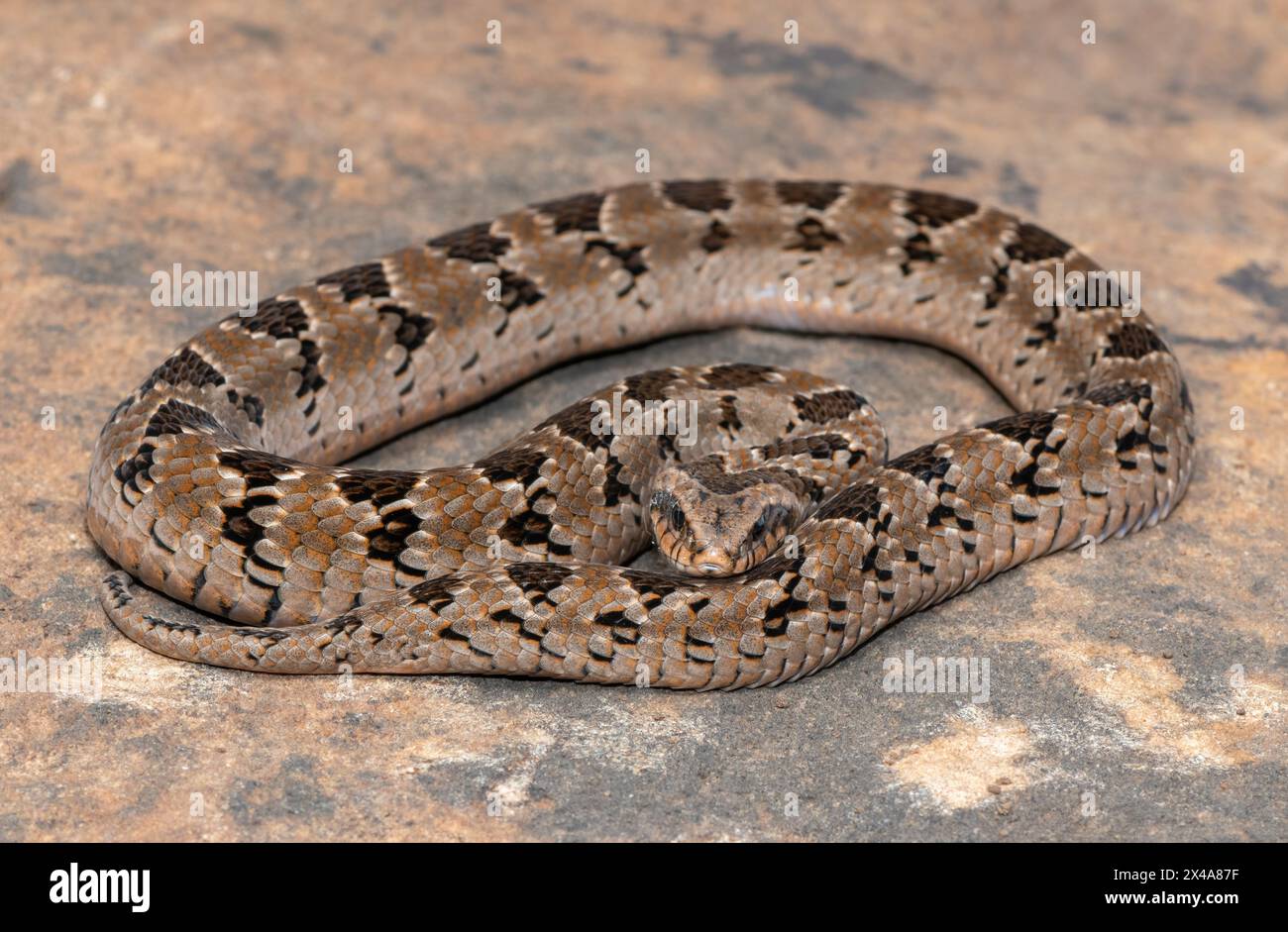 Close-up of a beautiful venomous Rhombic night adder (Causus rhombeatus ...
