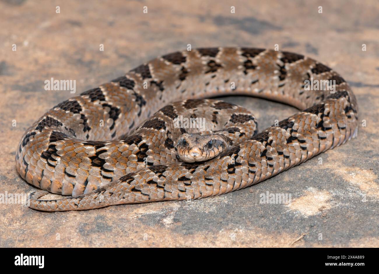 Close-up of a beautiful venomous Rhombic night adder (Causus rhombeatus ...