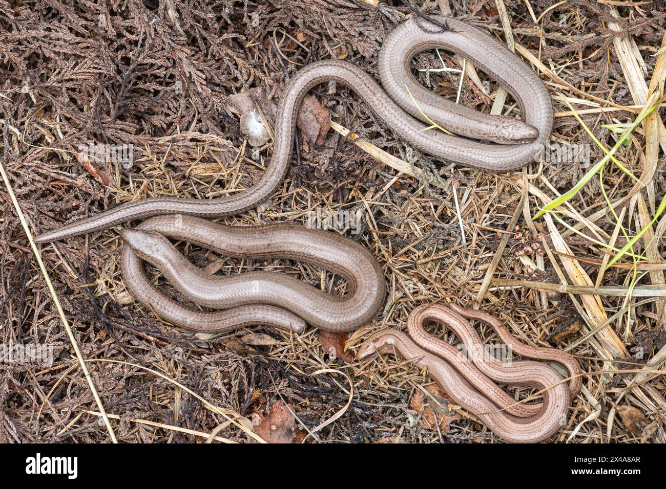 Three slow worms (Anguis fragilis), british reptile species, England ...