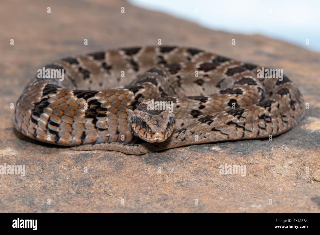 Close-up of a beautiful venomous Rhombic night adder (Causus rhombeatus ...