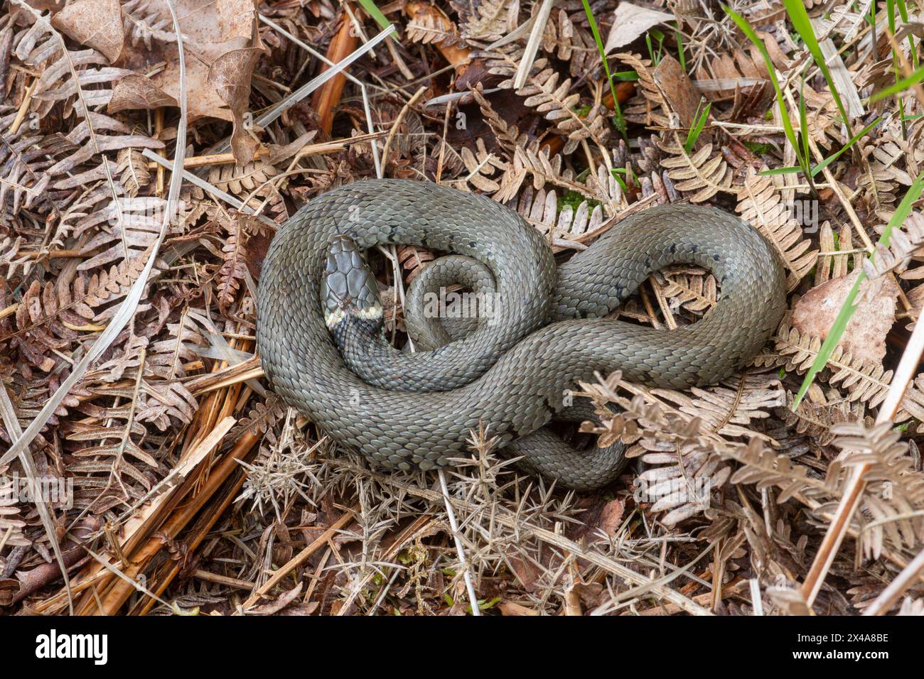 Grass snake (barred grass snake, Natrix natrix helvetica) with a minor ...