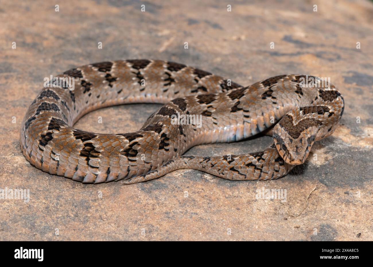 Close-up of a beautiful venomous Rhombic night adder (Causus rhombeatus ...