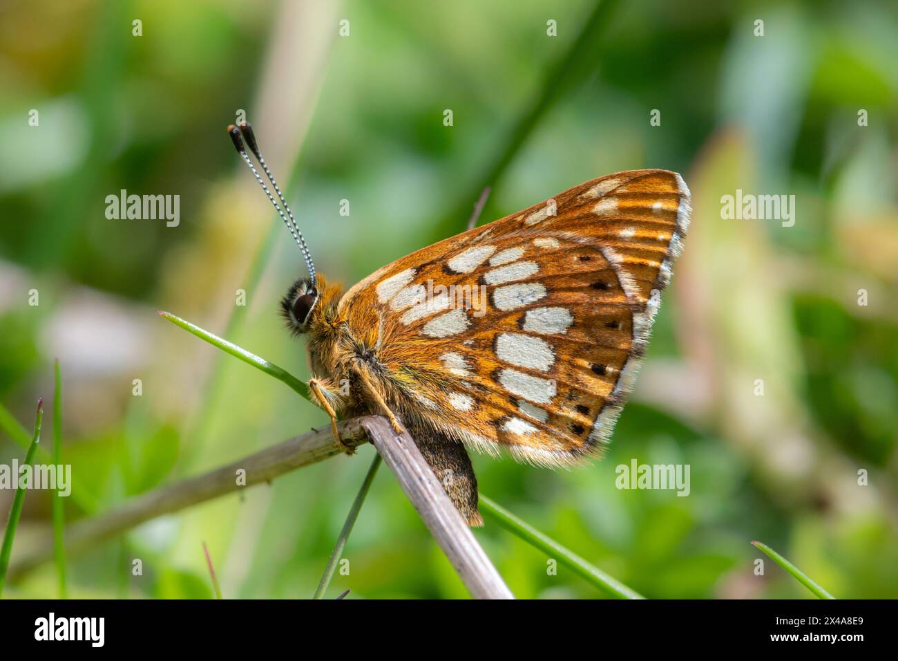 Duke of Burgundy butterfly (Hamearis lucina) resting in grasses on ...