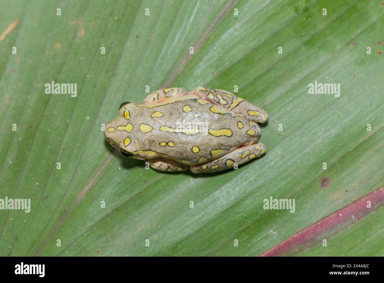 A cute painted reed frog, also called a marbled reed frog (Hyperolius ...
