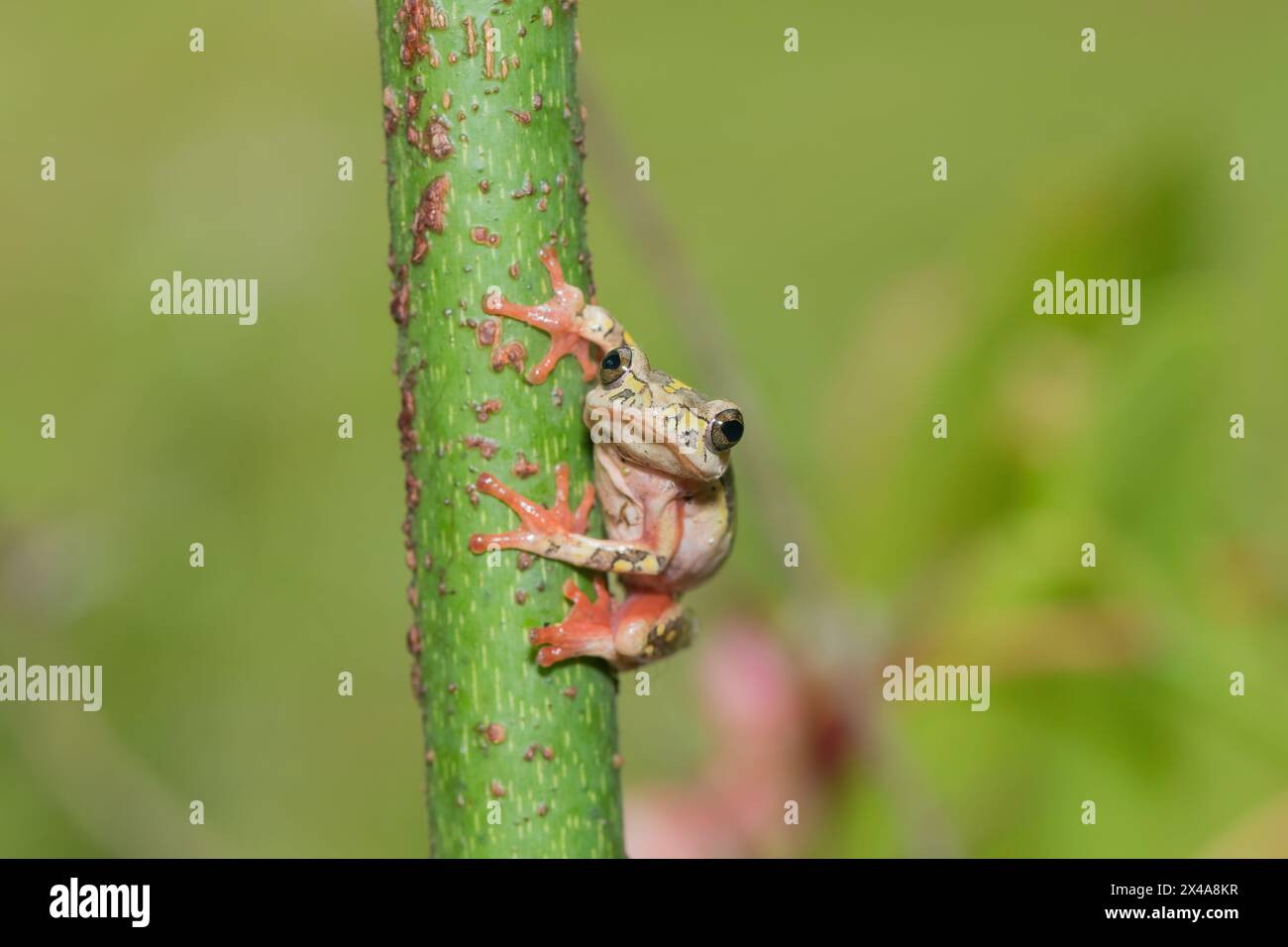 A cute painted reed frog, also called a marbled reed frog (Hyperolius ...