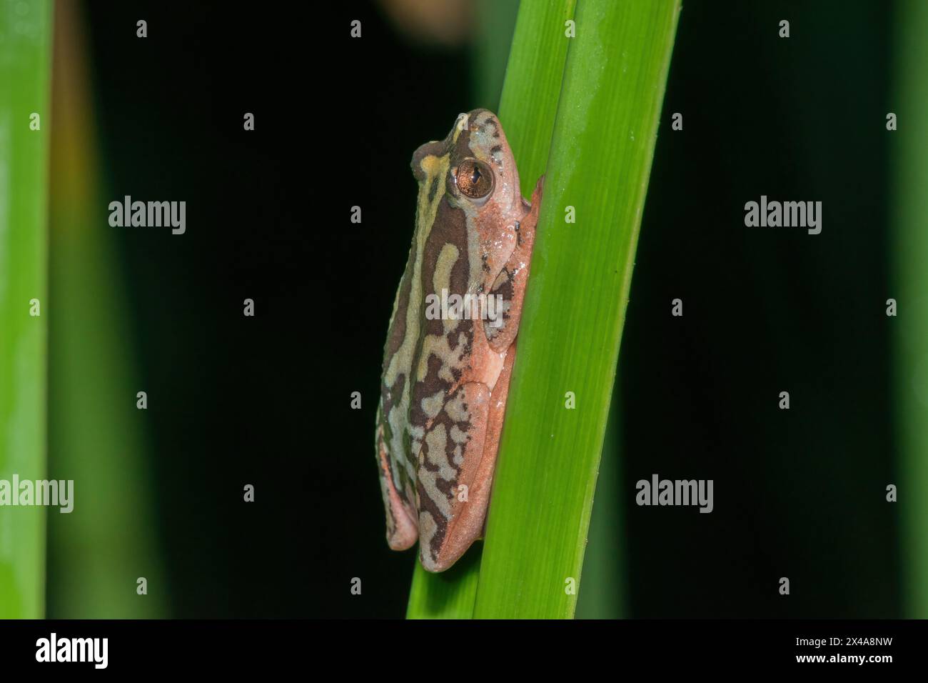 A cute painted reed frog, also called a marbled reed frog (Hyperolius ...