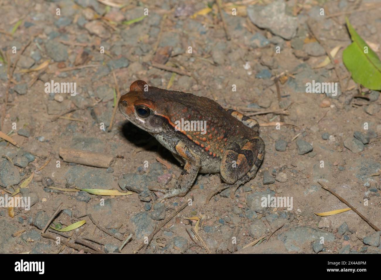 African red toad, or African split-skin toad (Schismaderma carens Stock ...