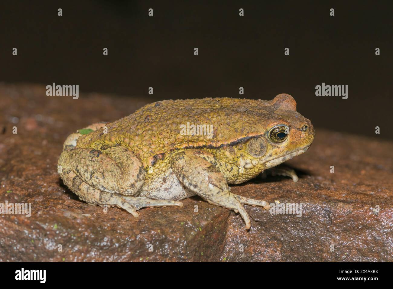 African red toad, or African split-skin toad (Schismaderma carens Stock ...
