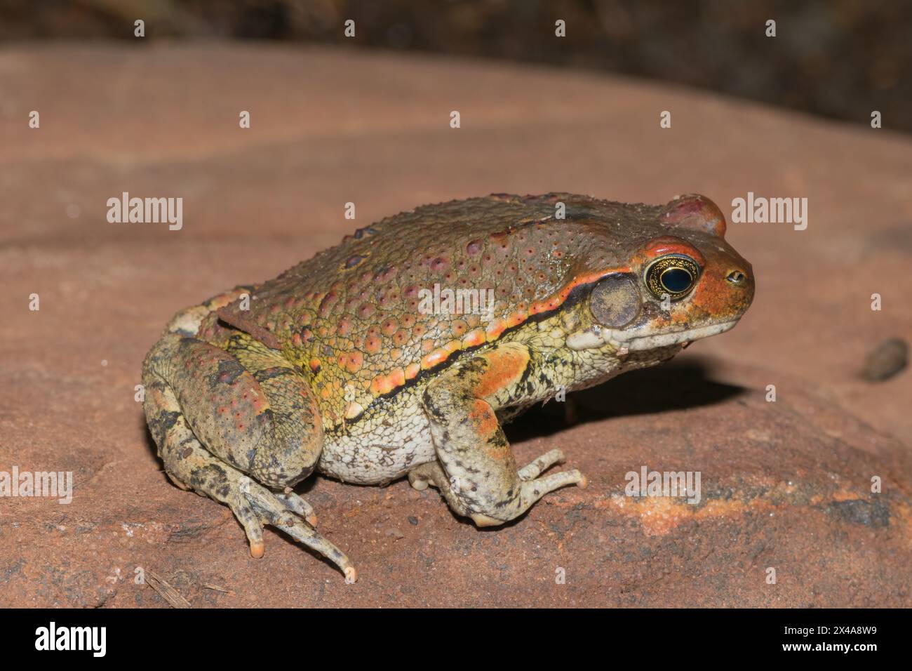African red toad, or African split-skin toad (Schismaderma carens Stock ...