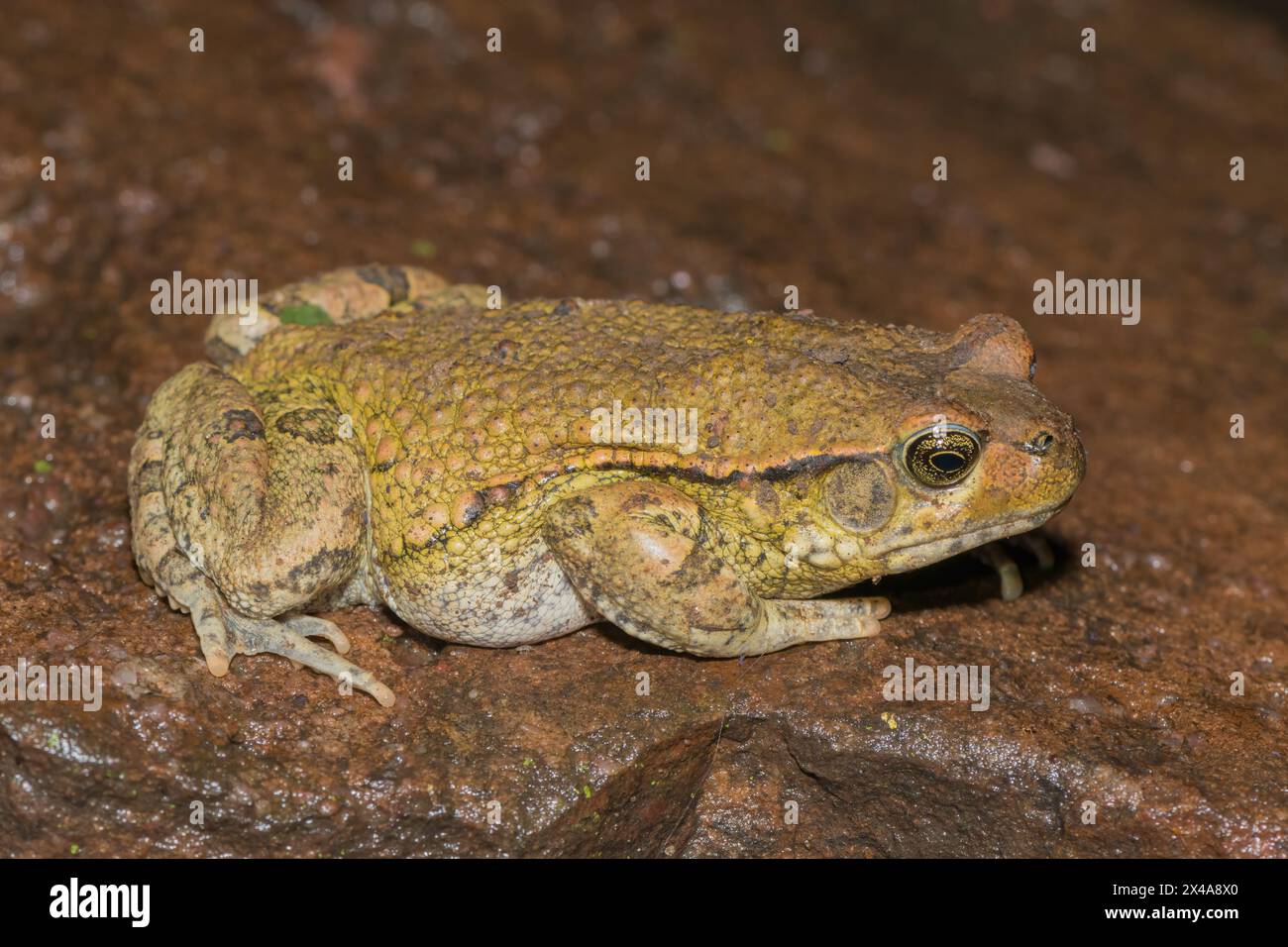 African red toad, or African split-skin toad (Schismaderma carens Stock ...