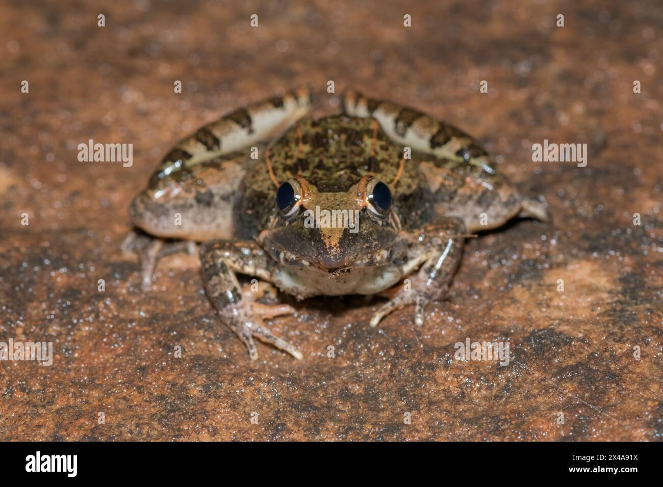 A beautiful adult Sharp-nosed Grass Frog (Ptychadena oxyrhynchus Stock ...