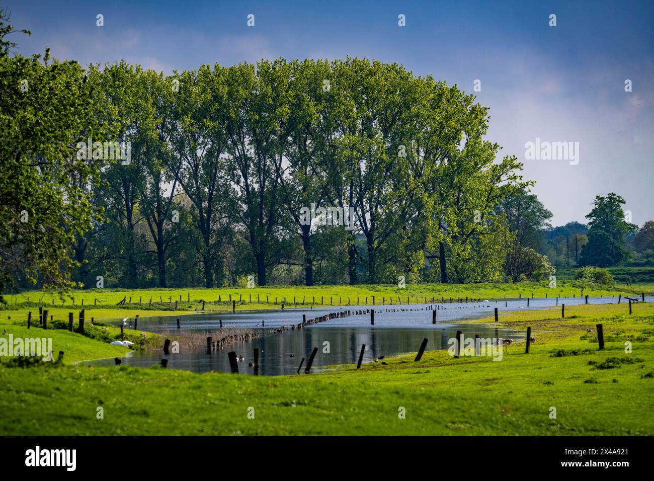 Bislicher Insel, nature reserve on the Lower Rhine near Xanten, formed ...