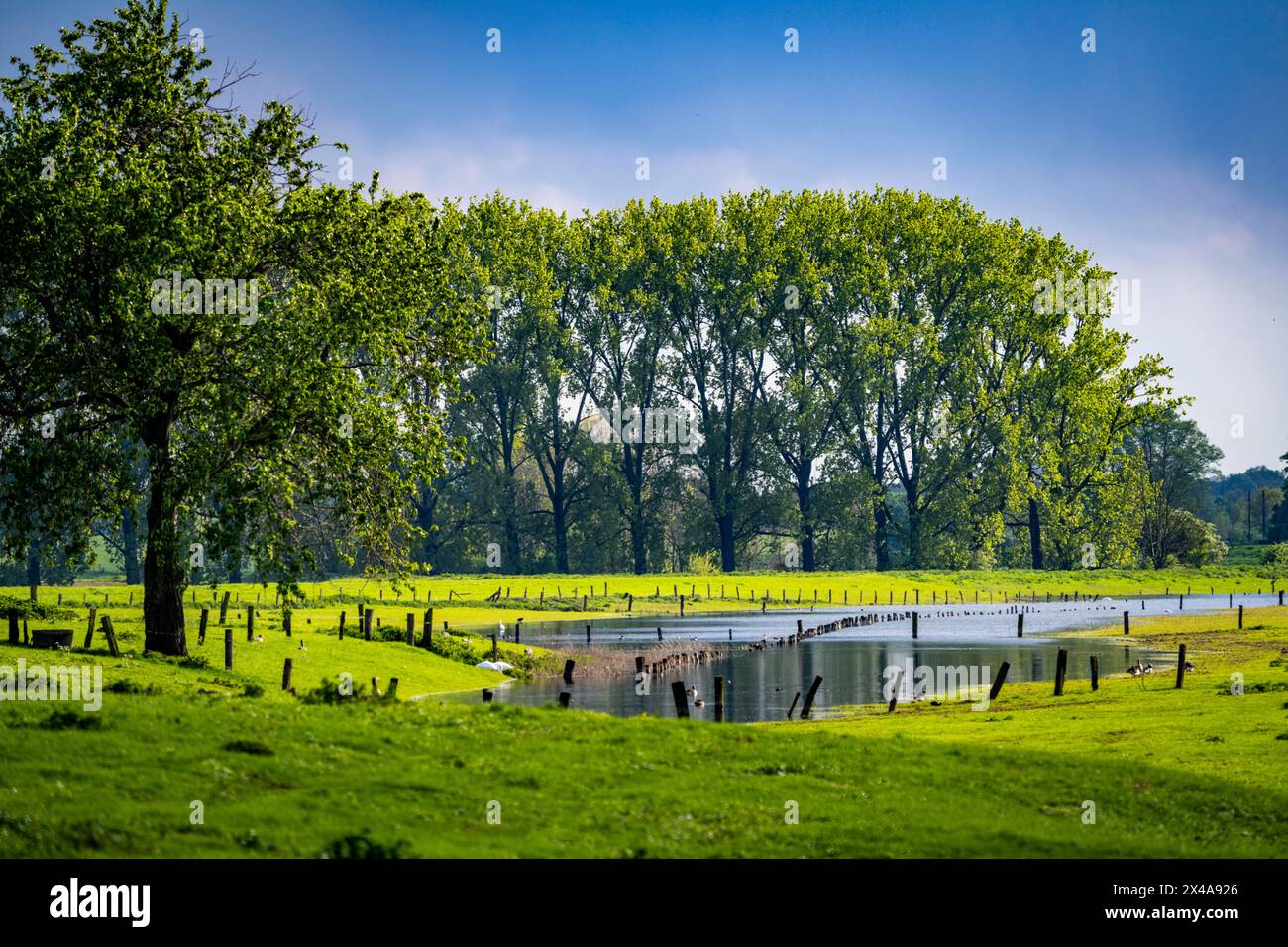 Bislicher Insel, nature reserve on the Lower Rhine near Xanten, formed ...