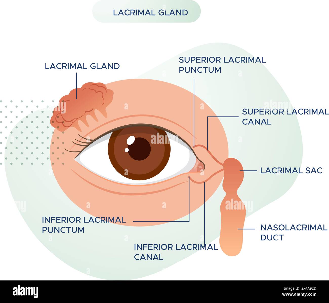 Eye anatomy - Lacrimal Gland - Stock Illustration as EPS 10 File Stock ...