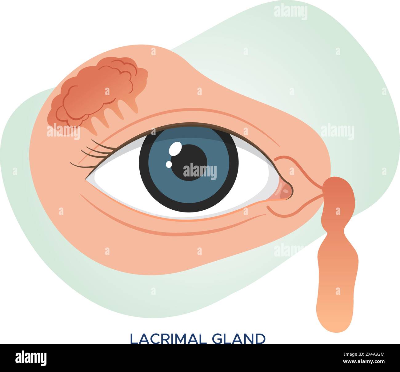 Lacrimal gland hi-res stock photography and images - Alamy
