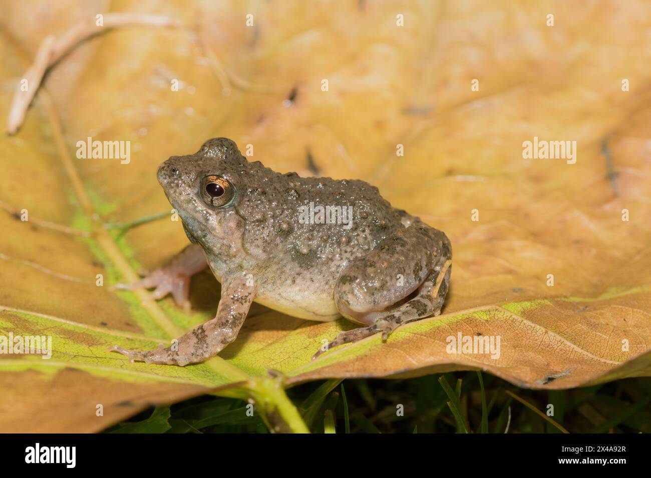 Snoring puddle frog hi-res stock photography and images - Alamy