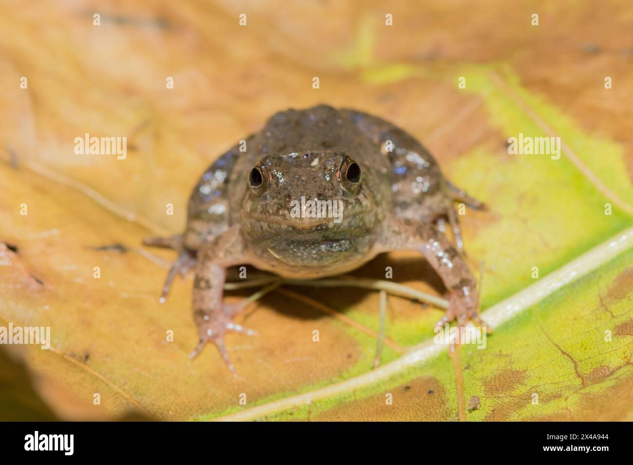 Snoring puddle frog hi-res stock photography and images - Alamy