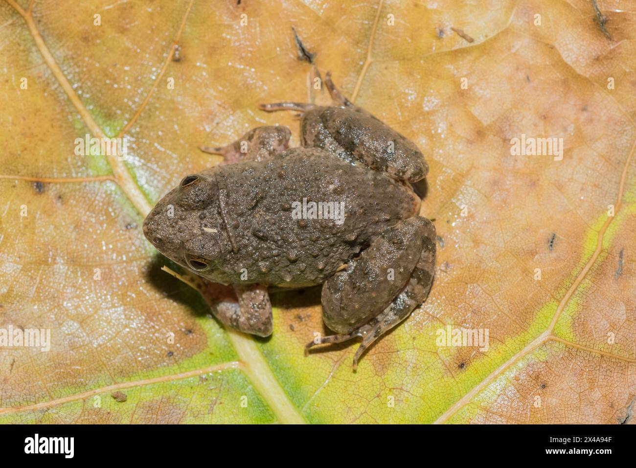Snoring puddle frog hi-res stock photography and images - Alamy