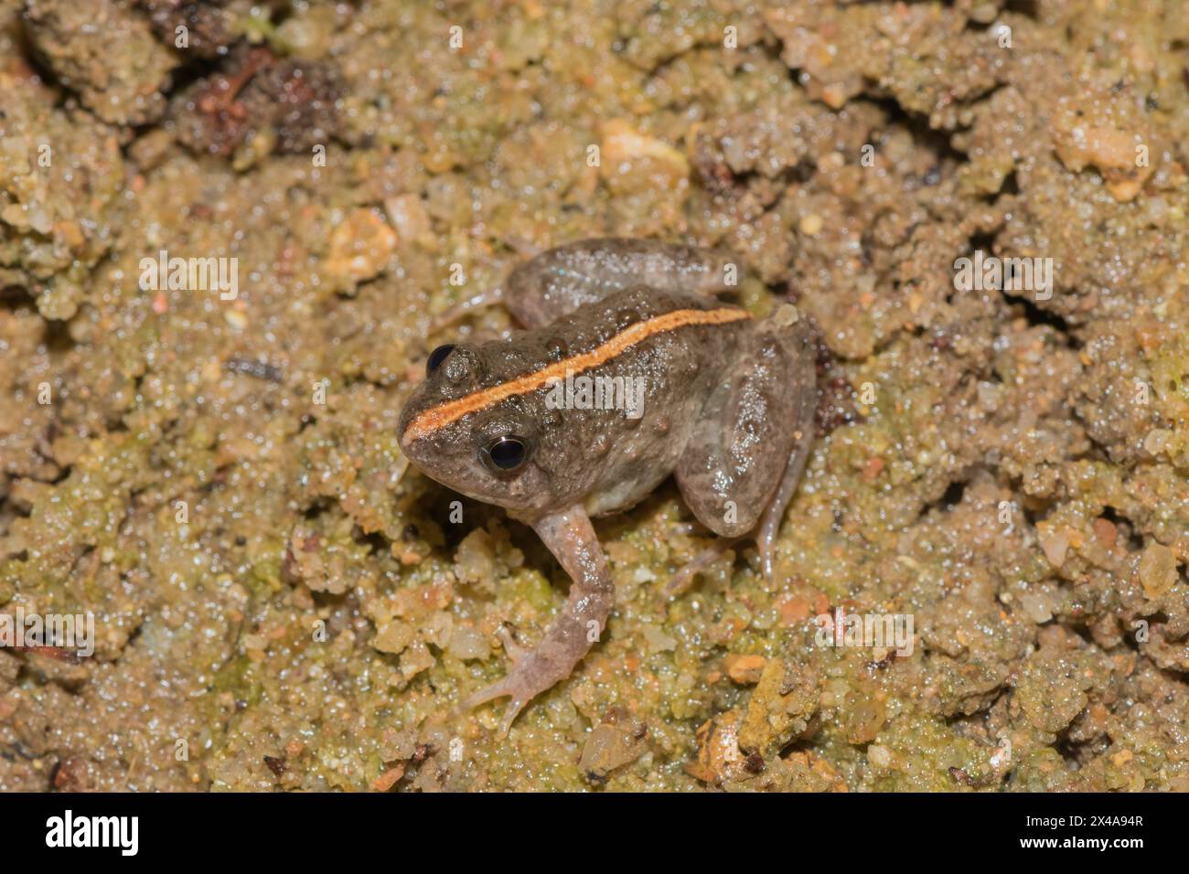 Snoring puddle frog hi-res stock photography and images - Alamy