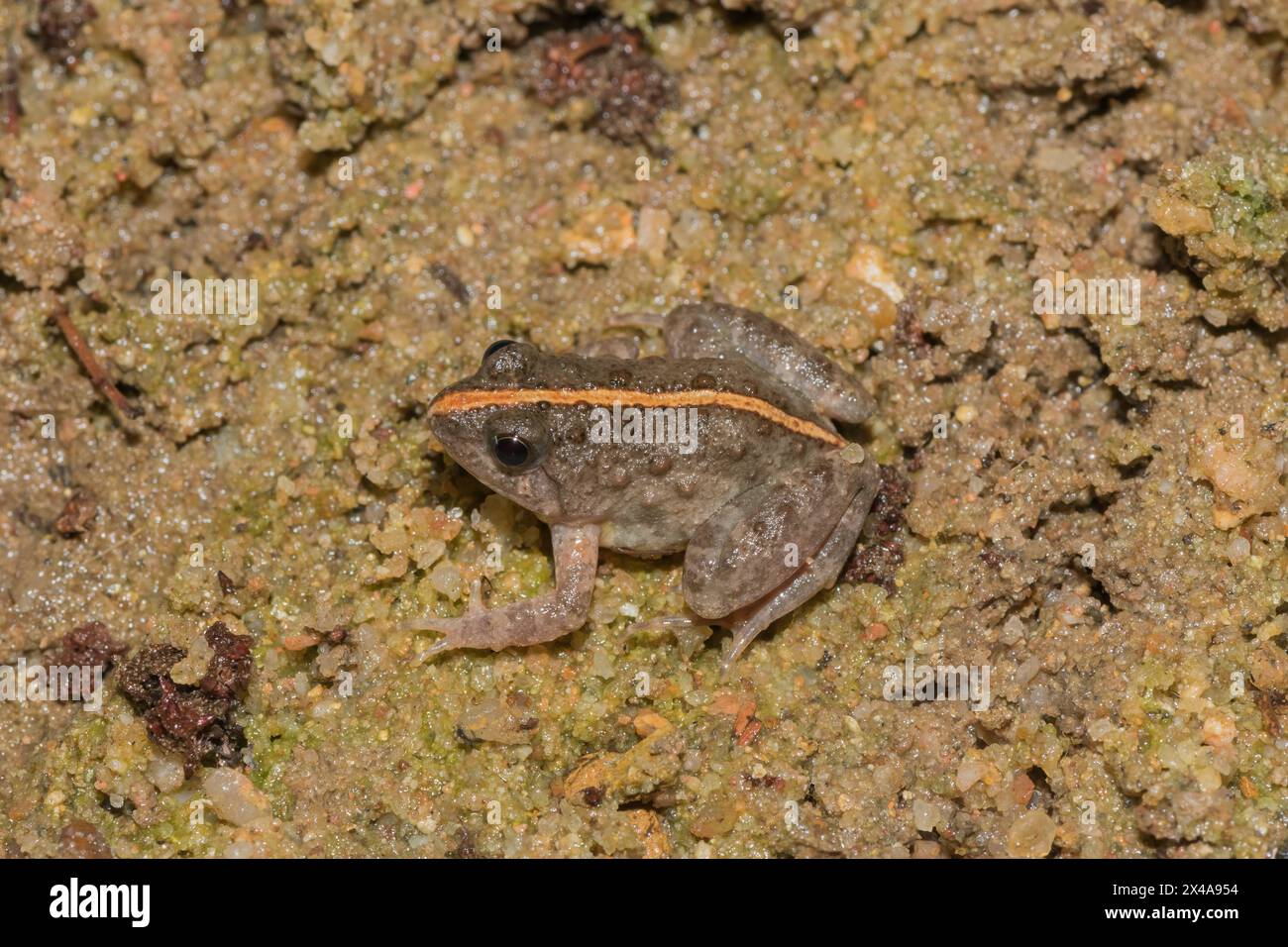 Snoring puddle frog hi-res stock photography and images - Alamy