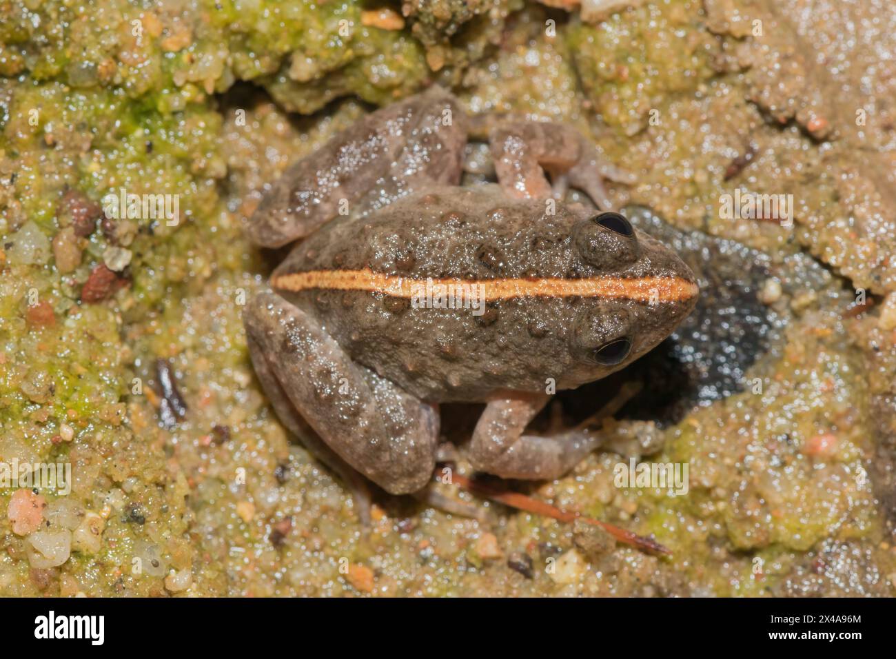Snoring puddle frog hi-res stock photography and images - Alamy