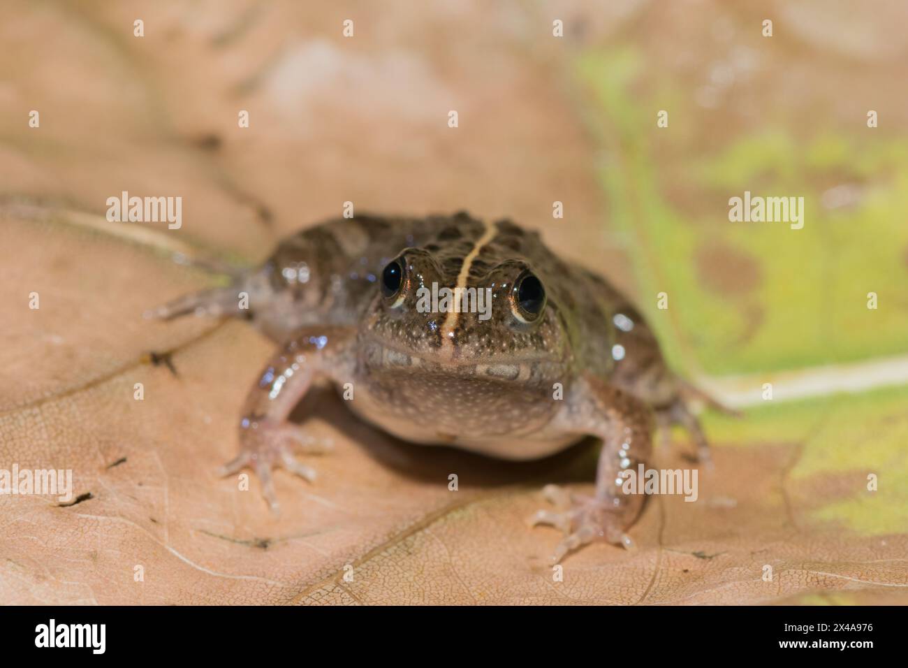 Snoring puddle frog hi-res stock photography and images - Alamy