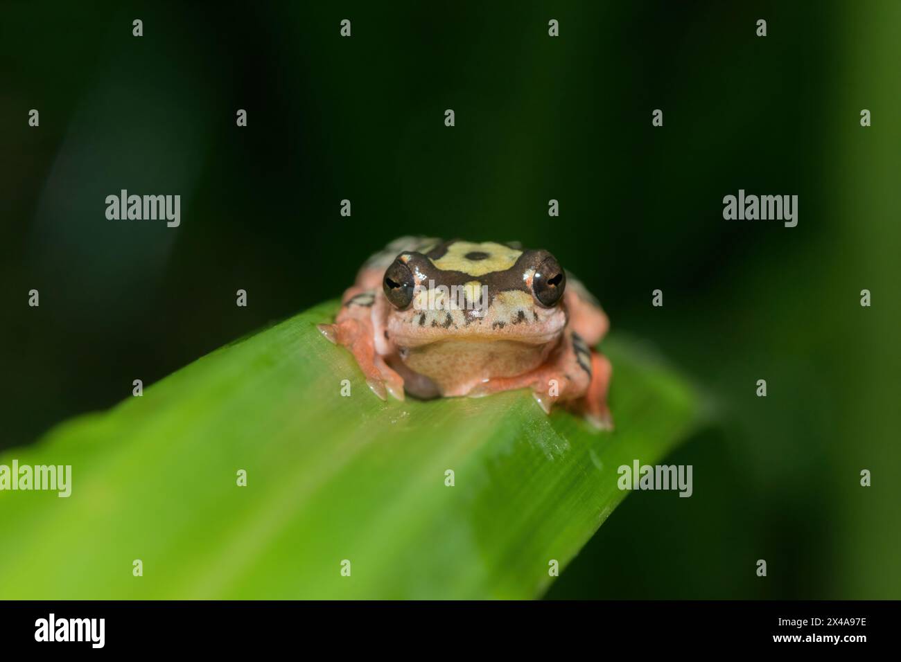A cute painted reed frog, also called a marbled reed frog (Hyperolius ...