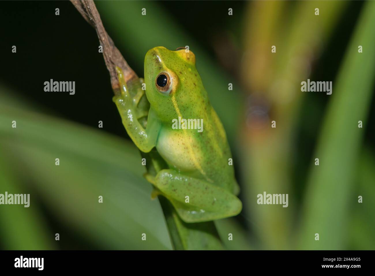 A cute Water Lily Reed Frog (Hyperolius pusillus Stock Photo - Alamy