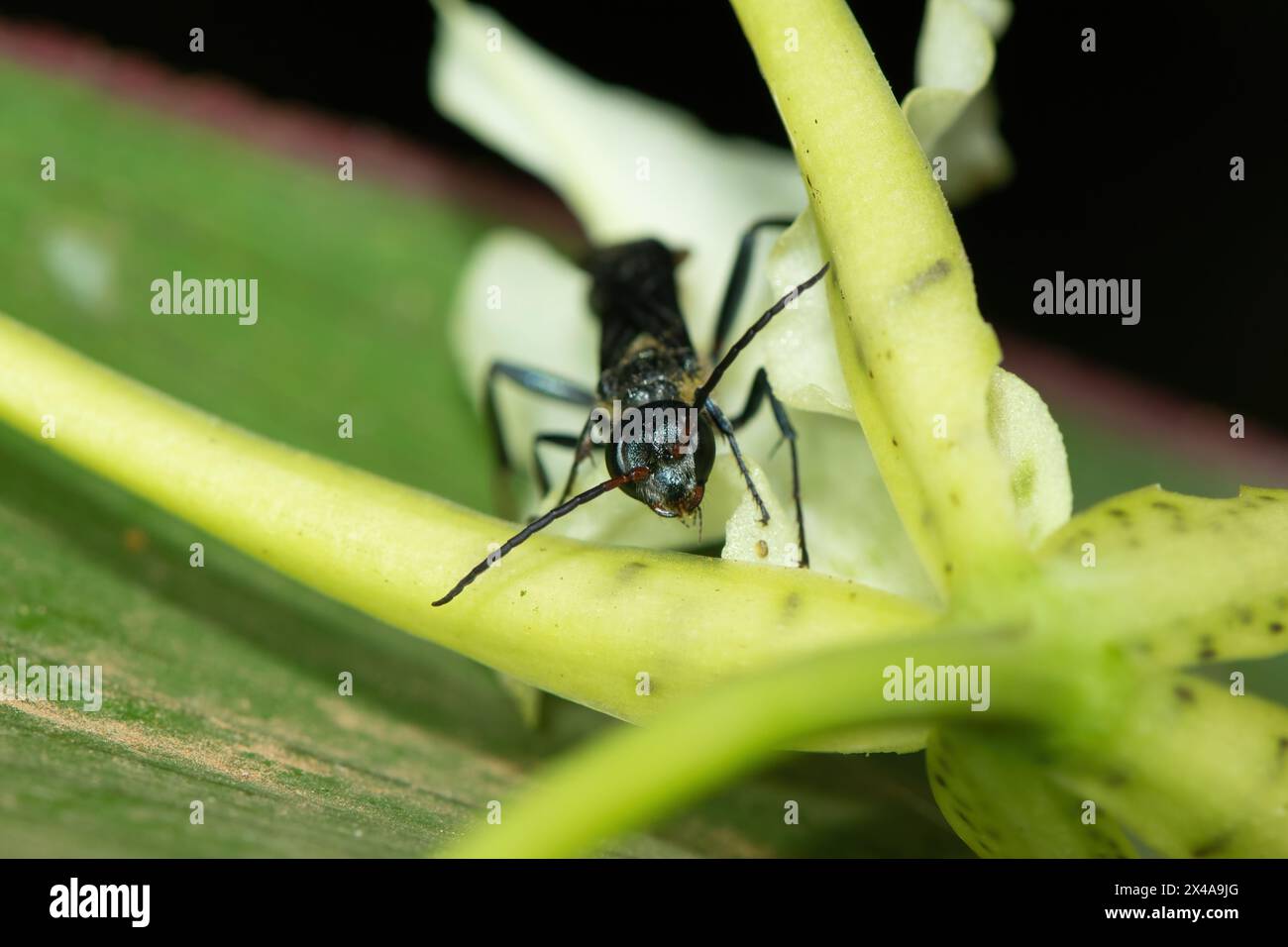 Blue Mud-dauber Wasp (Chalybion) pollinating a brassia flower Stock ...