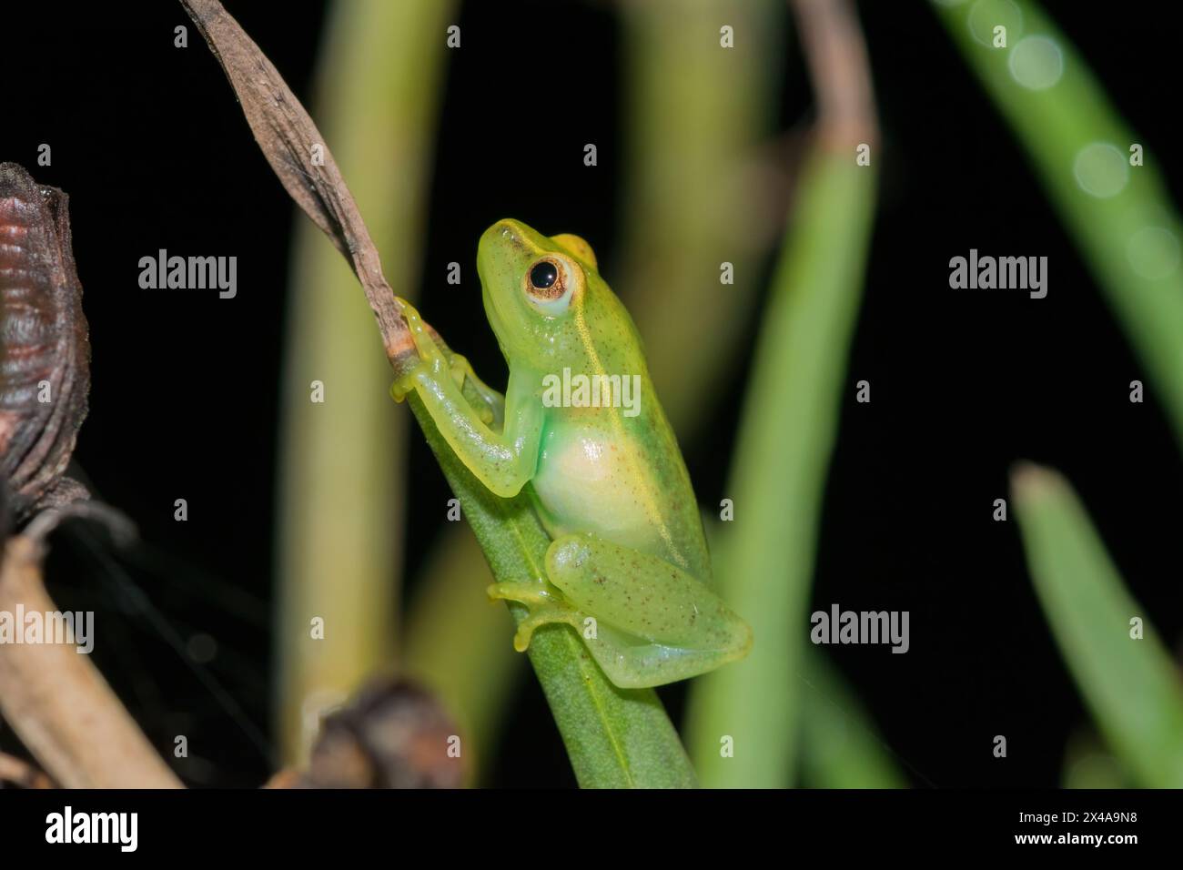 A cute Water Lily Reed Frog (Hyperolius pusillus Stock Photo - Alamy